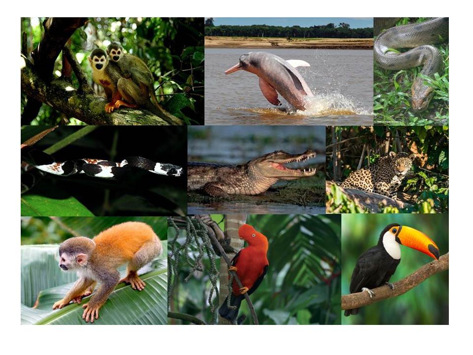 TOMi.digital - ECOSISTEMA BOSQUE TROPICAL