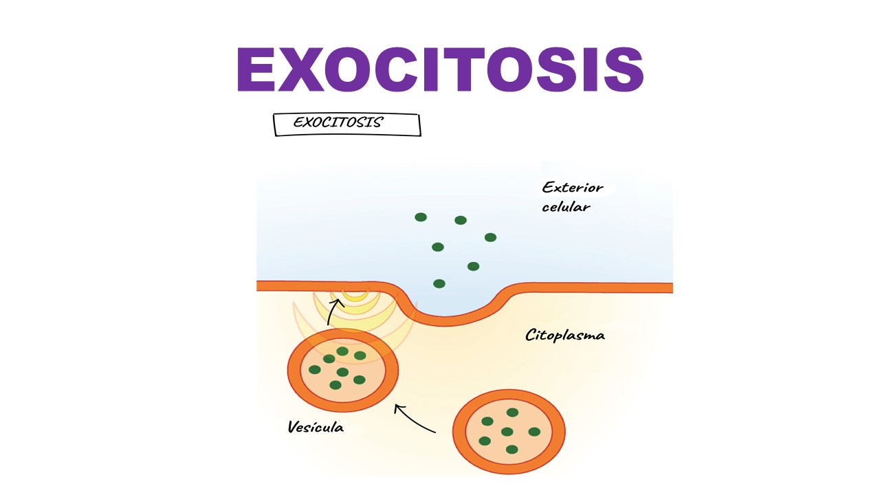 TOMi.digital - La Excreción