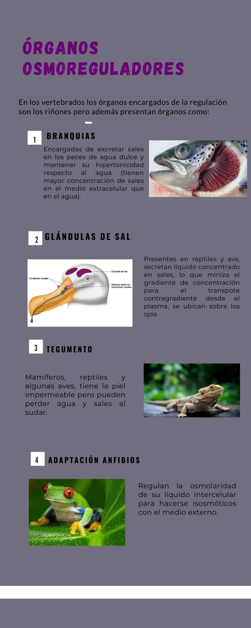 TOMi.digital - Procesos de excreción, osmorregulación, termorregulación