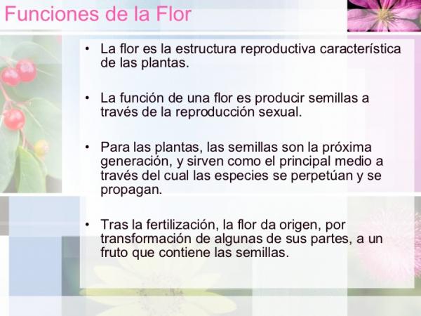 TOMi.digital - Funciones de las partes de las plantas. 4to "A", "B" y "C"