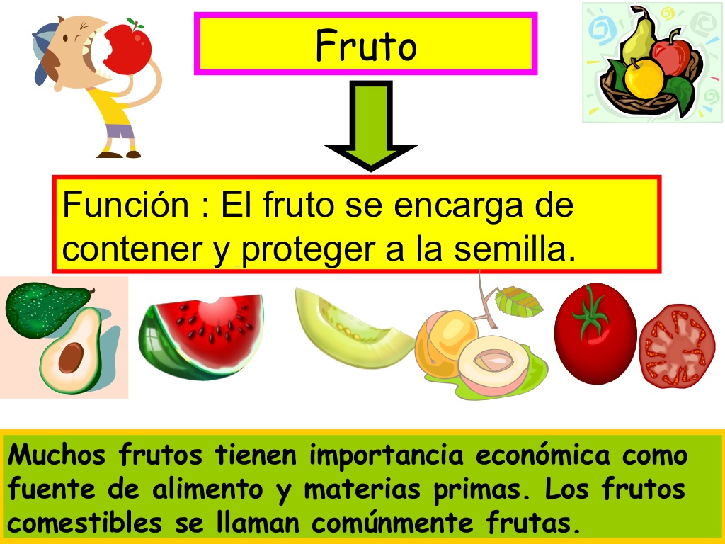 TOMi.digital - Funciones de las partes de las plantas. 4to "A", "B" y "C"