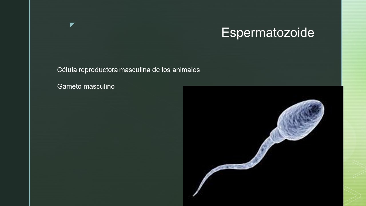 Gameto Masculino