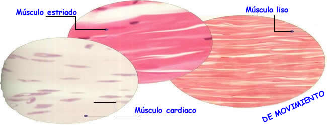TOMi.digital - Anatomia1-Músculos-2
