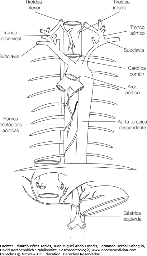 TOMi.digital - ANATOMIA-ESOFAGO-2