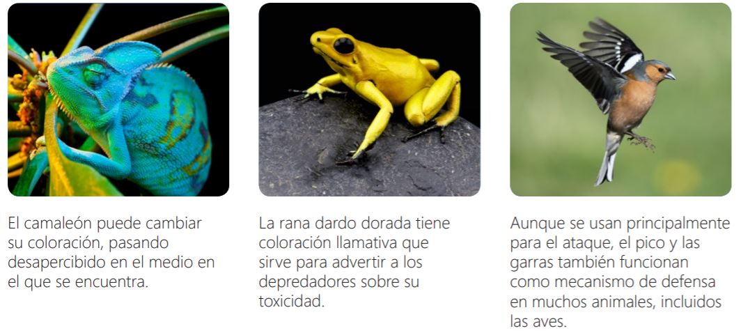 Qu Es Una Adaptacin Morfolgica Con Ejemplos En 2020