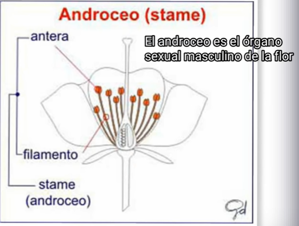 TOMi.digital - LA REPRODUCCION SEXUAL DE LAS PLANTAS..G8.200721