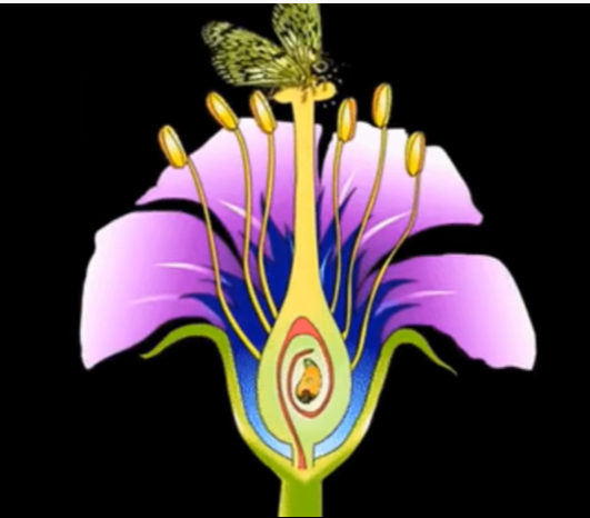 TOMi.digital - LA REPRODUCCION SEXUAL DE LAS PLANTAS..G8.200721