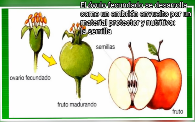 TOMi.digital - LA REPRODUCCION SEXUAL DE LAS PLANTAS..G8.200721