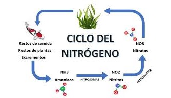 TOMi.digital - Ciclos biogeoquímicos