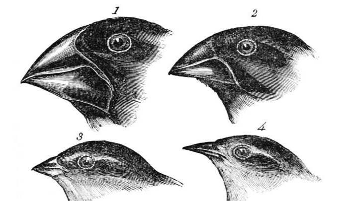 TOMi.digital - Charles Darwin