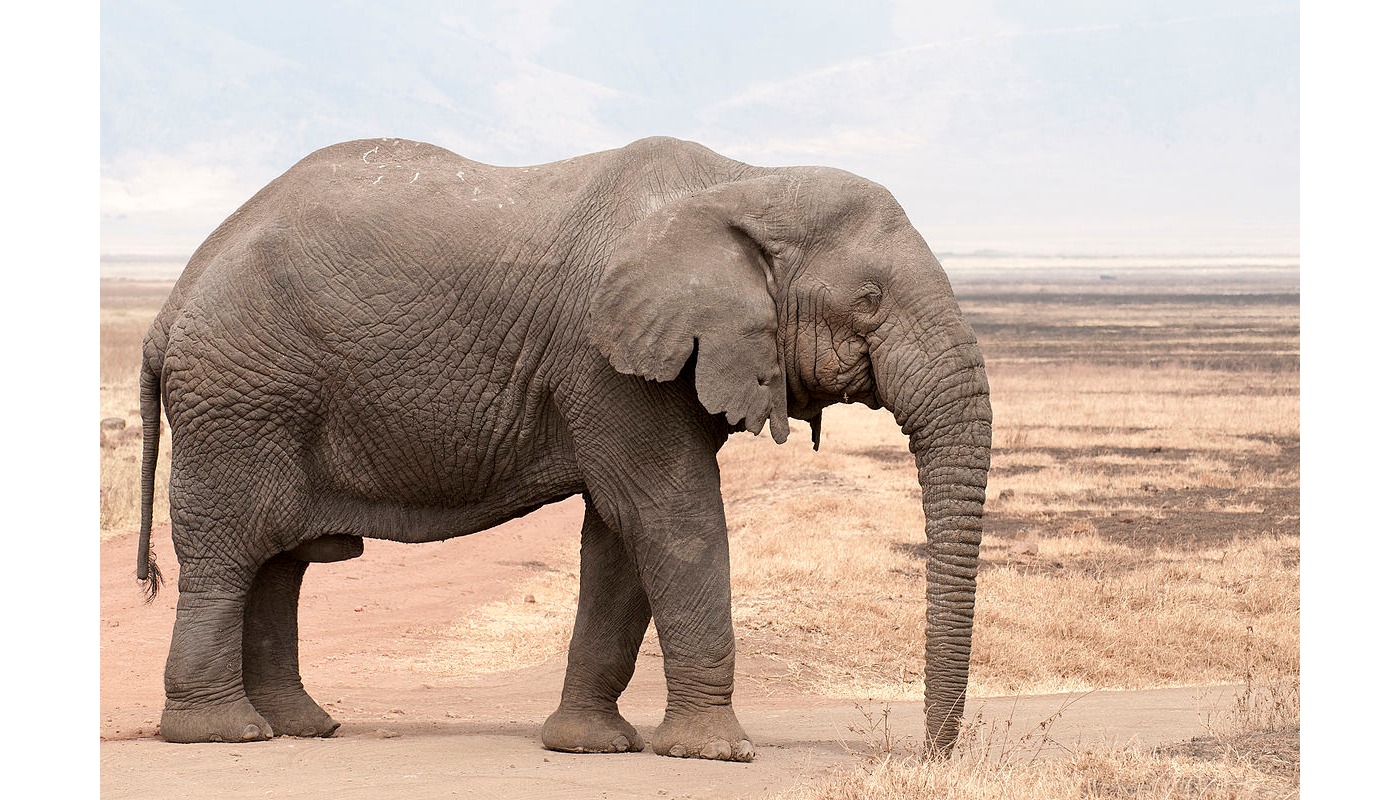 TOMi.digital - Superlative Adjectives