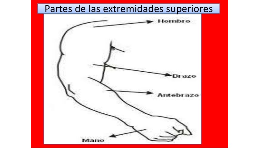 TOMi.digital - EXTREMIDADES SUPERIORES