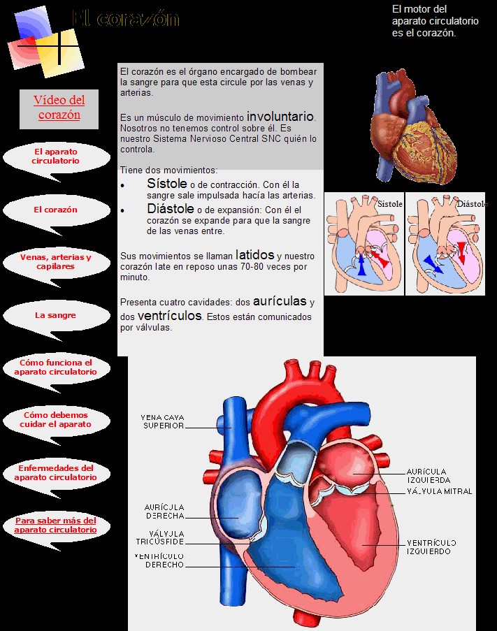 TOMi.digital - Sistema circulatorio